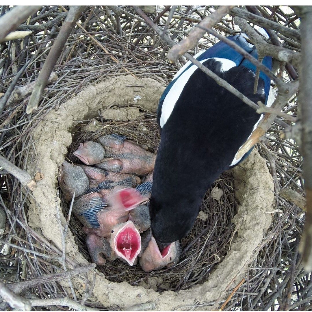 MAGPIE (Pica pica) - songbird factfile